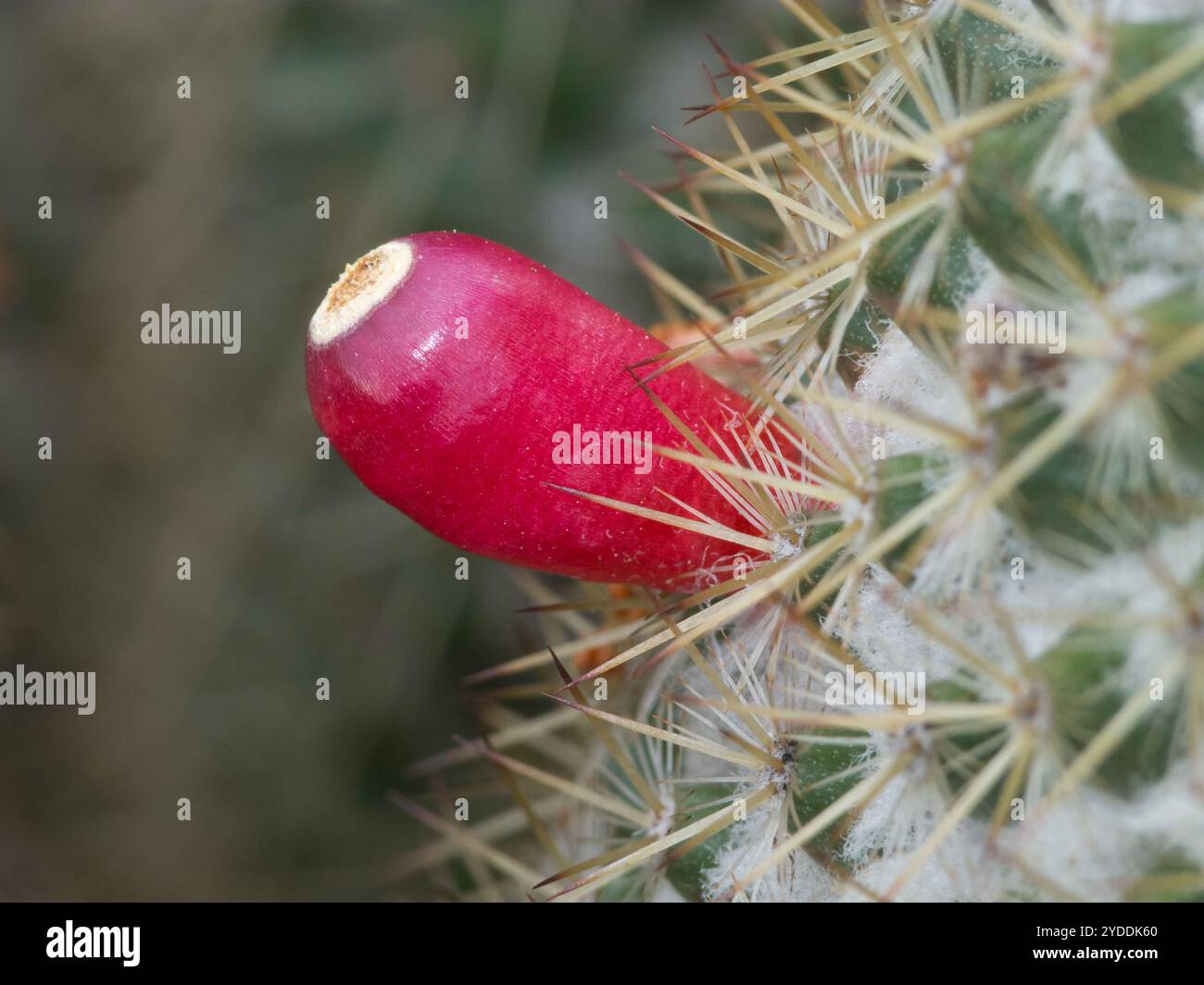(Mammillaria columbiana columbiana Stock Photo - Alamy