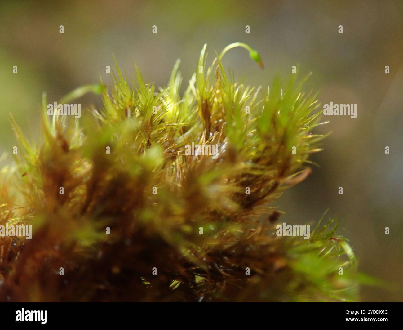 Sharp-leaved Blindia (Blindia acuta Stock Photo - Alamy
