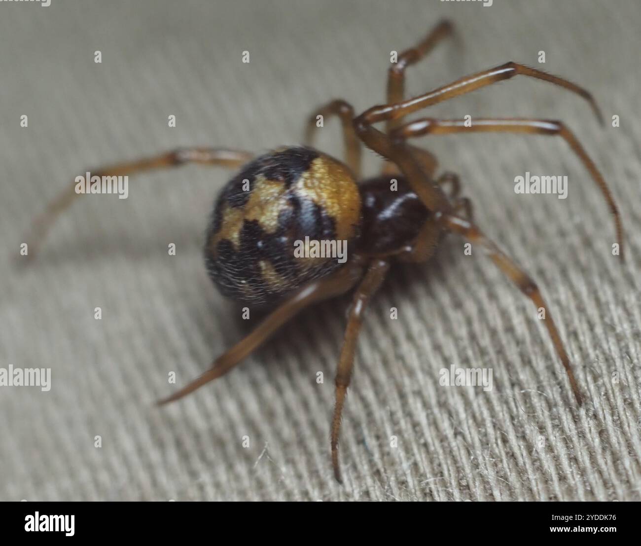 Triangulate Combfoot (Steatoda triangulosa Stock Photo - Alamy