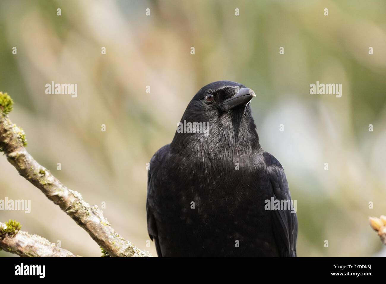 American Crow (Corvus brachyrhynchos Stock Photo - Alamy