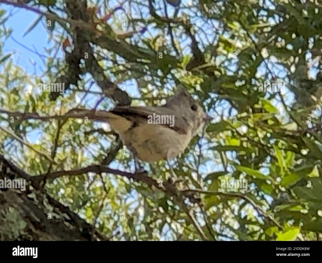 Oak Titmouse (Baeolophus inornatus Stock Photo - Alamy