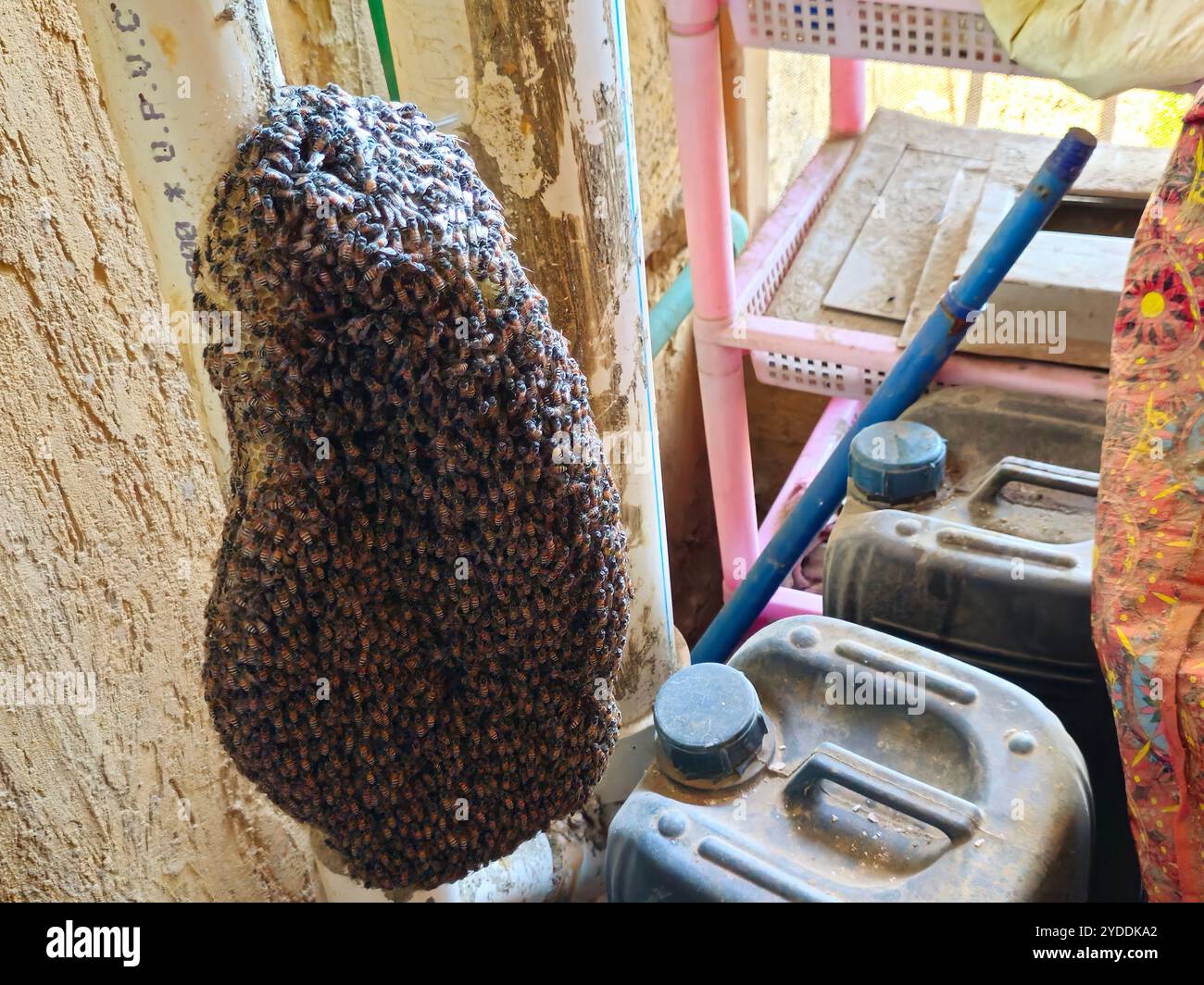 Cairo, Egypt, September 18 2024: small wild honey bees nest colony in a ...