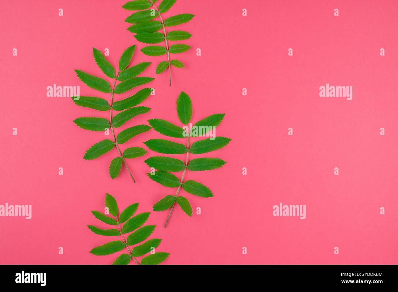 Green rowan tree leaves on bright pink background Stock Photo - Alamy
