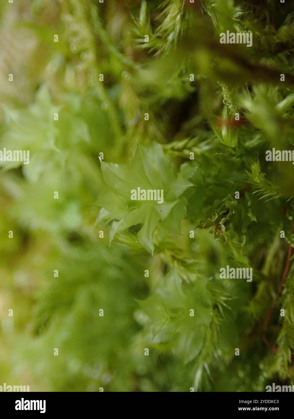 magnificent leafy moss (Plagiomnium venustum Stock Photo - Alamy