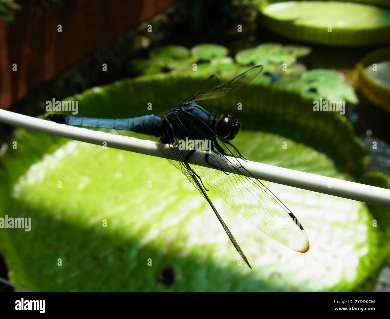 Greater Blue Skimmer (Orthetrum melania Stock Photo - Alamy