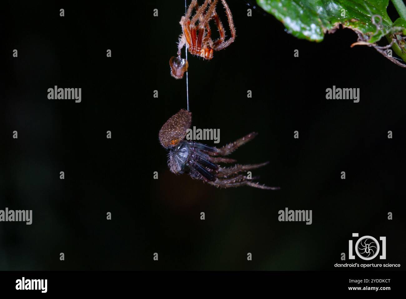 Tropical Orbweaver (Eriophora ravilla Stock Photo - Alamy