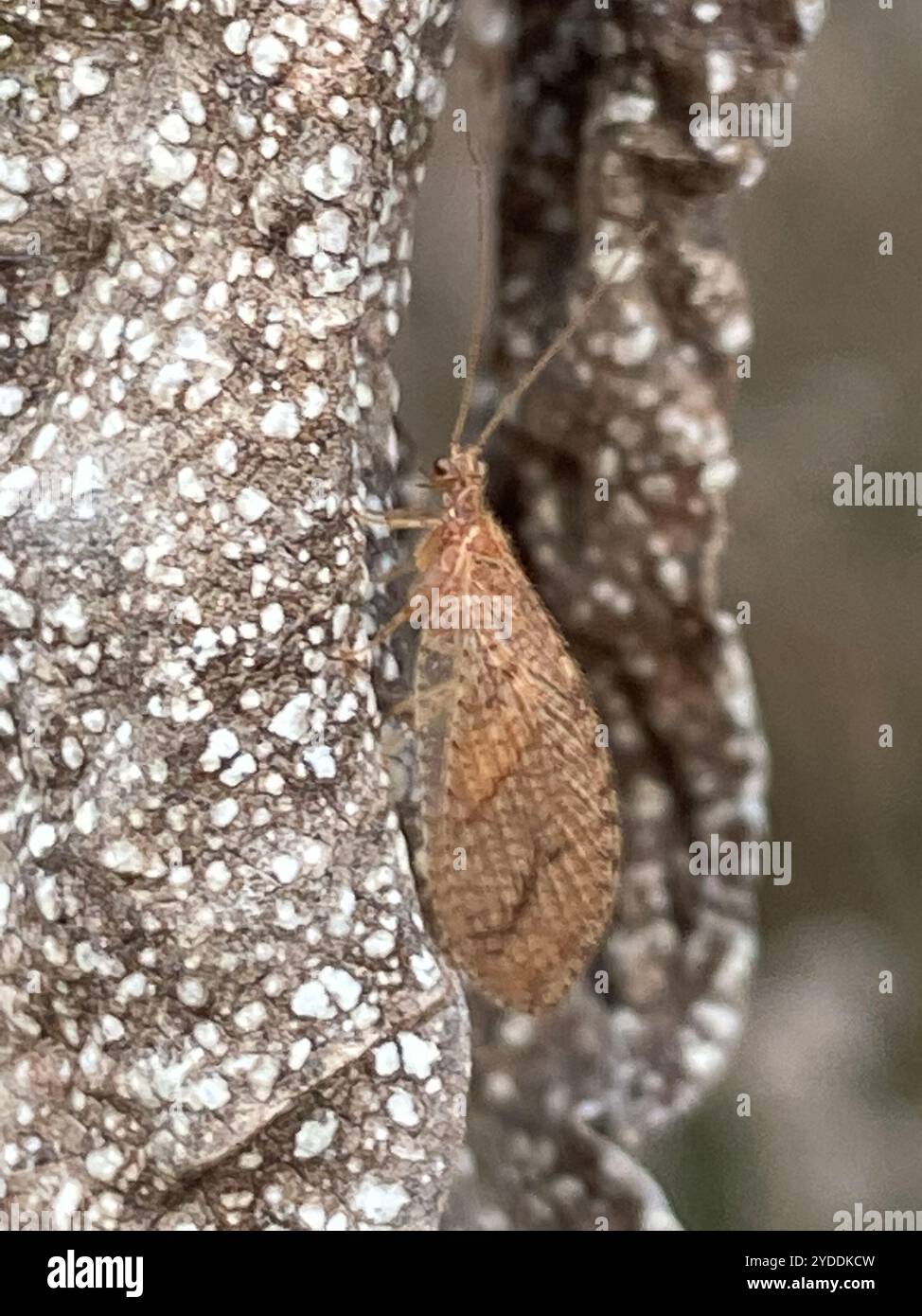 Posticus hi-res stock photography and images - Alamy