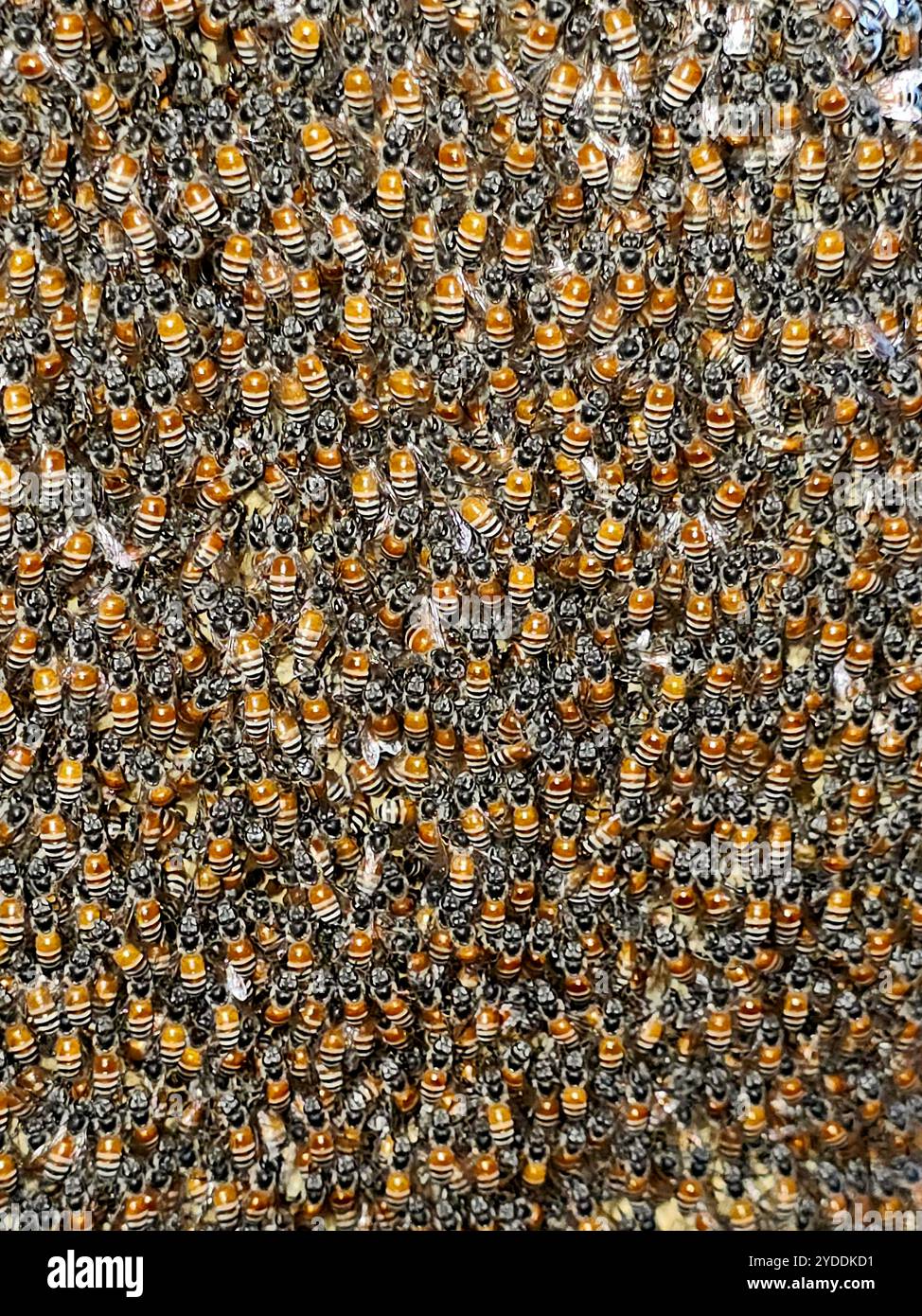 small wild honey bees nest colony, Bees are winged insects closely ...