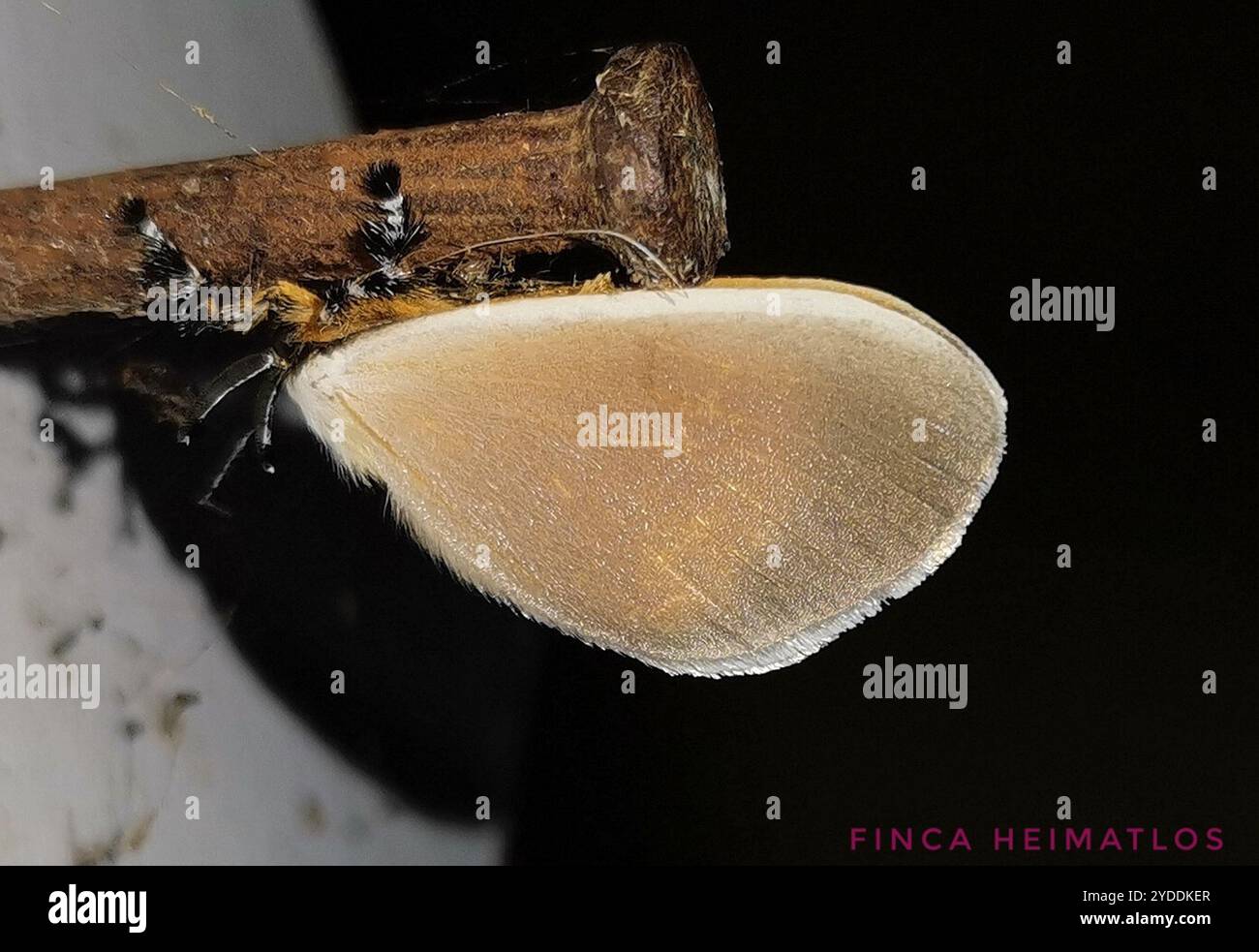 Jewel Caterpillar Moths (Dalceridae Stock Photo - Alamy