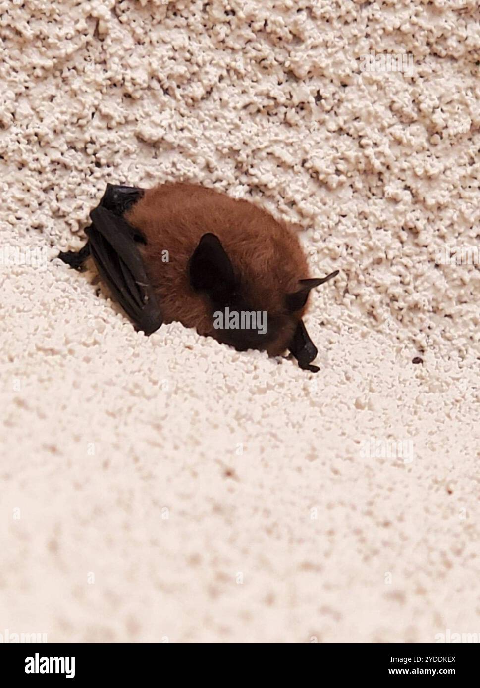 Mouse-eared Bats (Myotis Stock Photo - Alamy