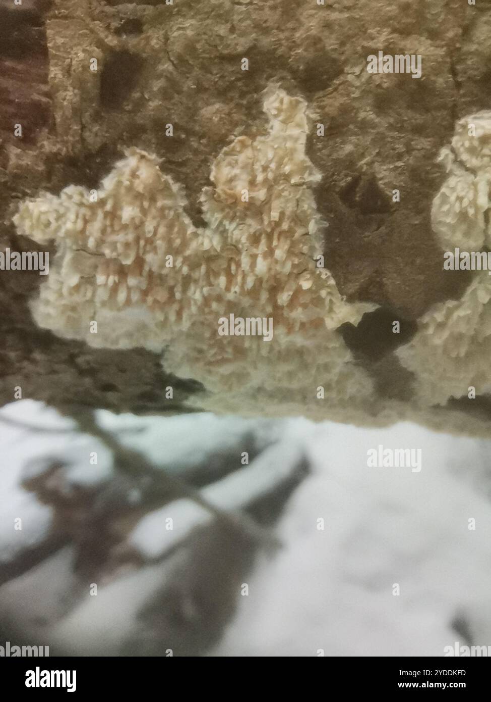 Milk-white Toothed Polypore (Irpex lacteus Stock Photo - Alamy