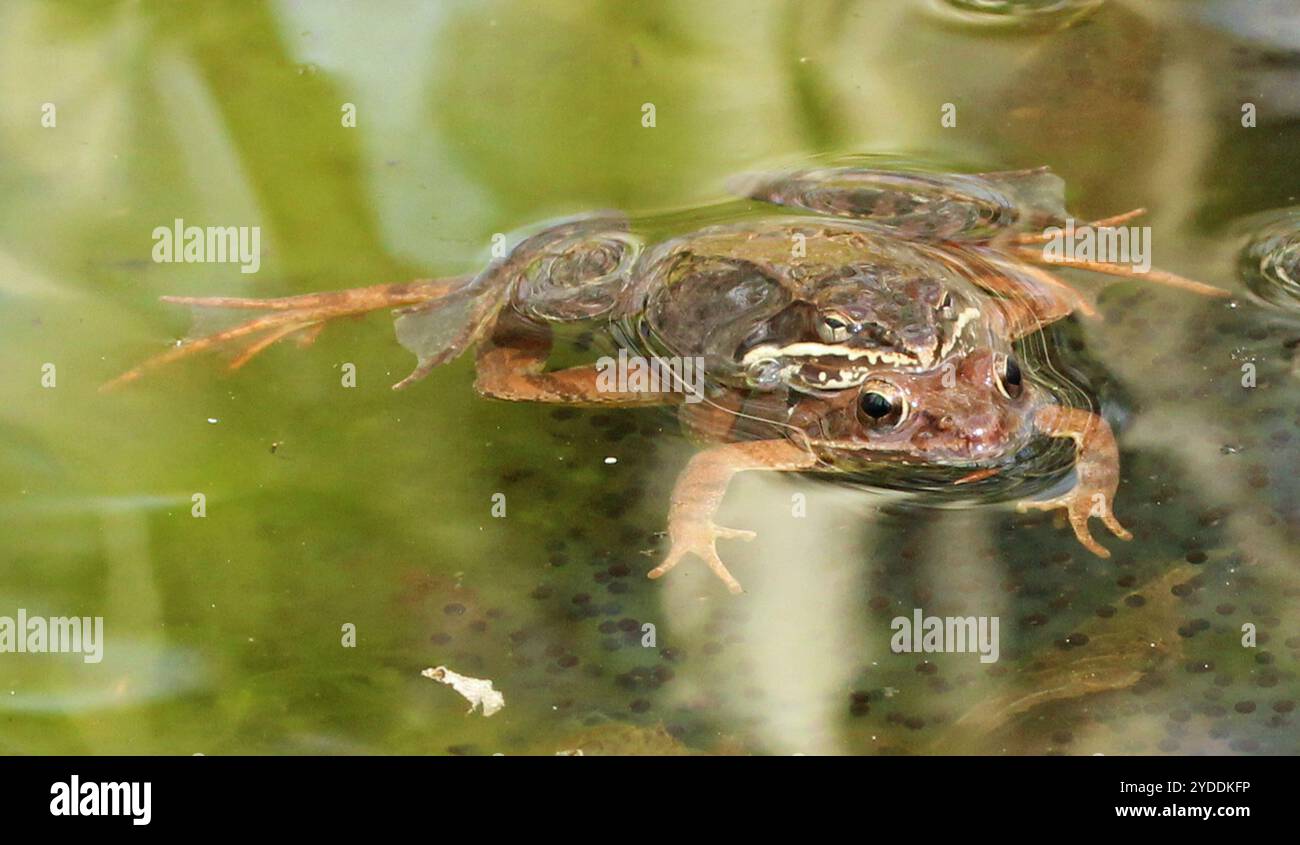Wood Frog (Lithobates sylvaticus Stock Photo - Alamy