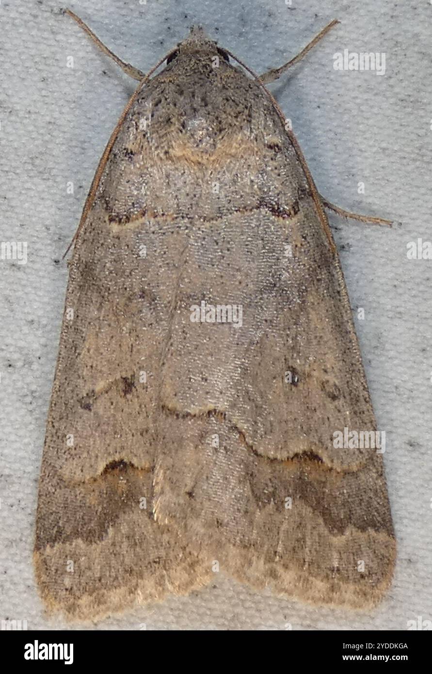 Common Oak Moth (Phoberia atomaris Stock Photo - Alamy