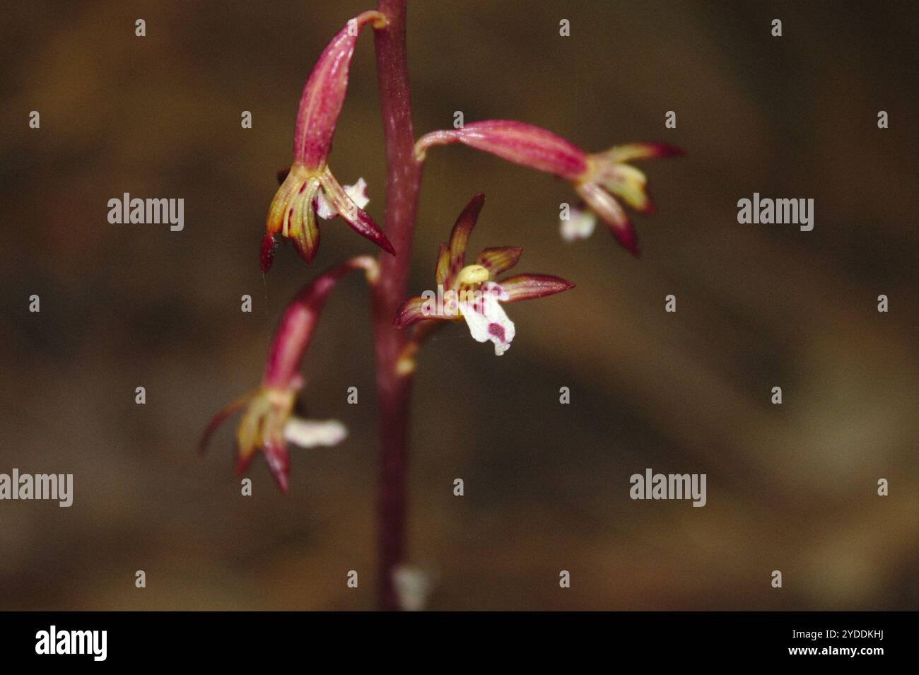 Eastern spotted coralroot (Corallorhiza maculata maculata Stock Photo ...