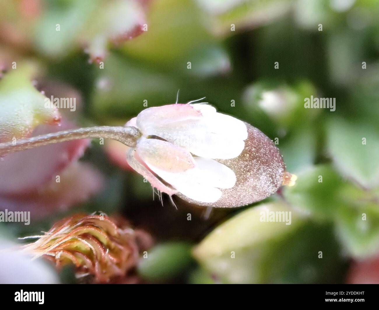 Common Whitlowgrass (Draba verna Stock Photo - Alamy