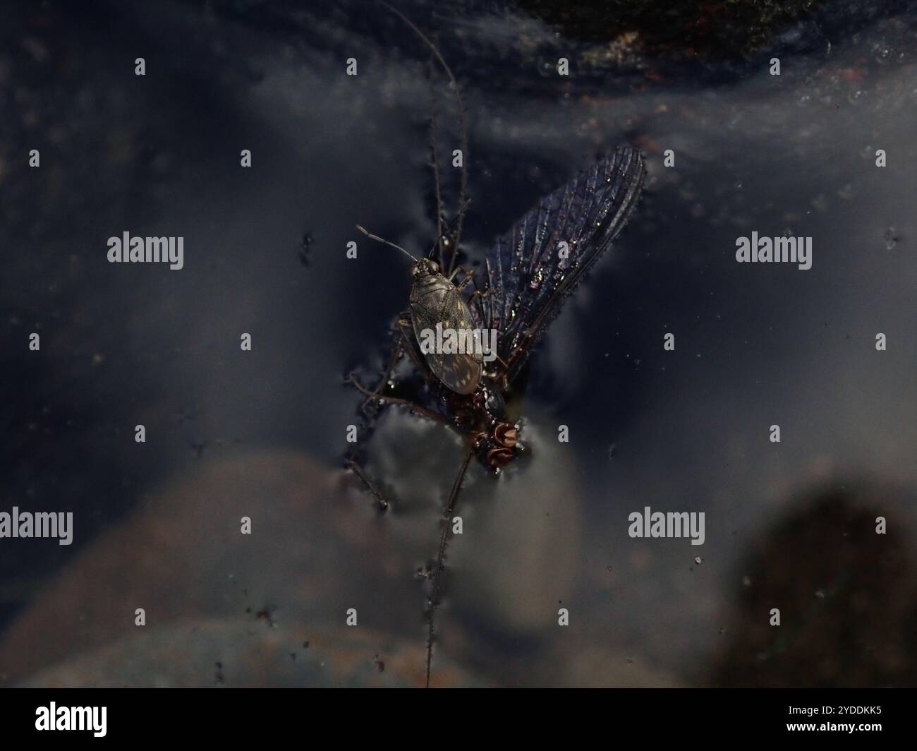 Shore bugs (Saldidae Stock Photo - Alamy