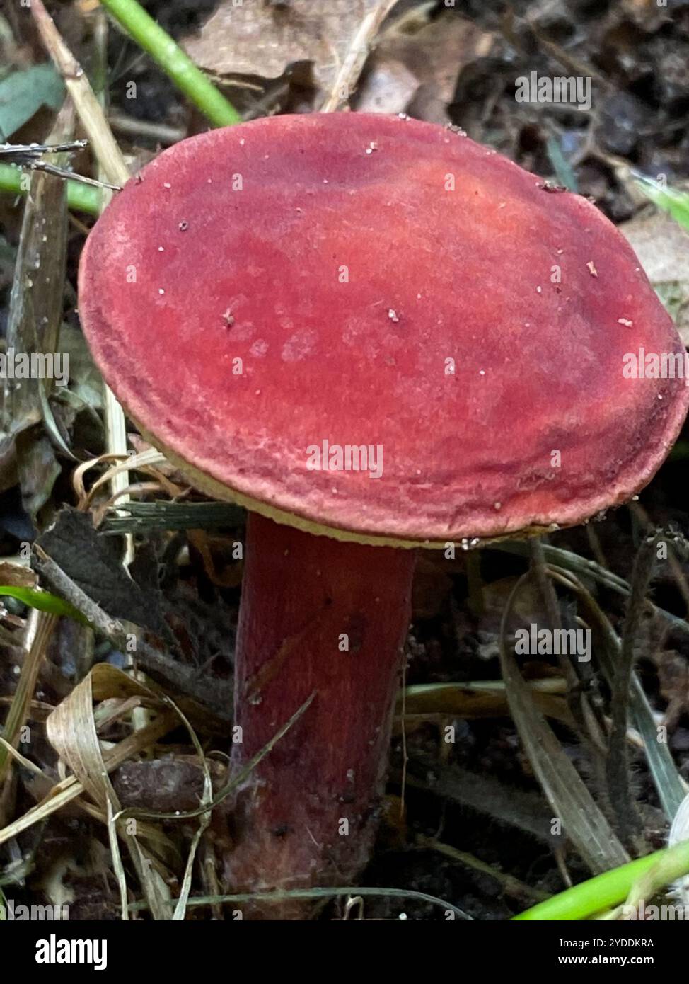 Ruby Bolete (Hortiboletus rubellus Stock Photo - Alamy