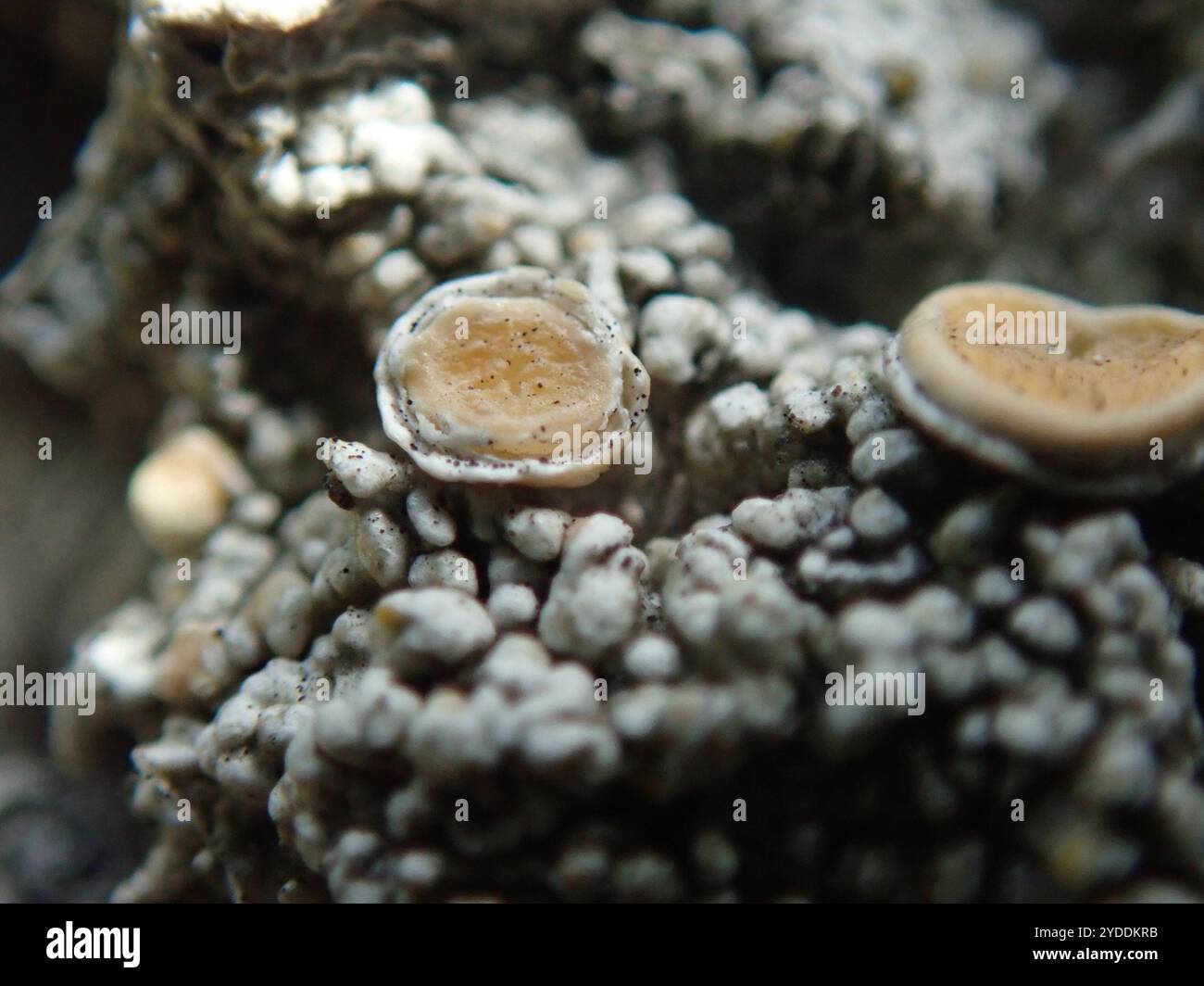 Double-Rimmed Saucer Lichen (Ochrolechia oregonensis Stock Photo - Alamy