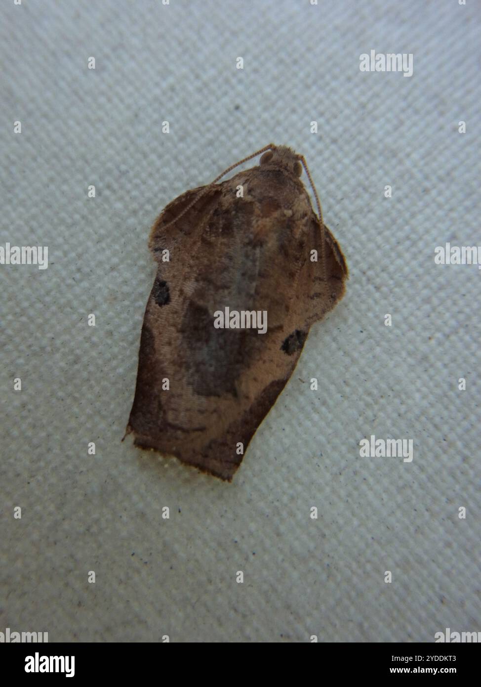 Oriental tea tortrix moth (Homona magnanima Stock Photo - Alamy