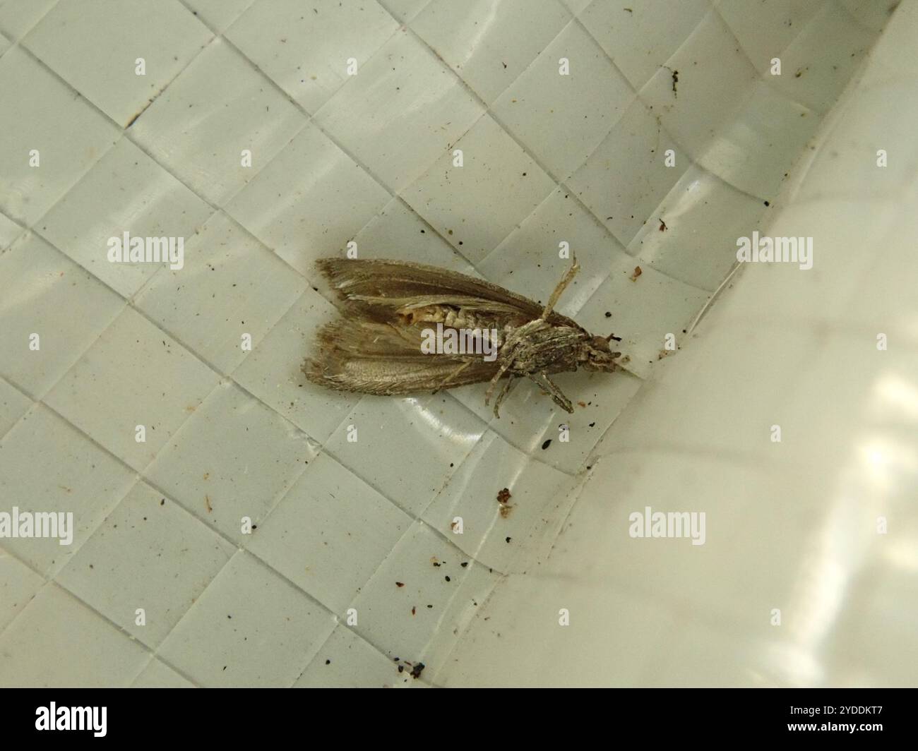 Ephestia hi-res stock photography and images - Alamy