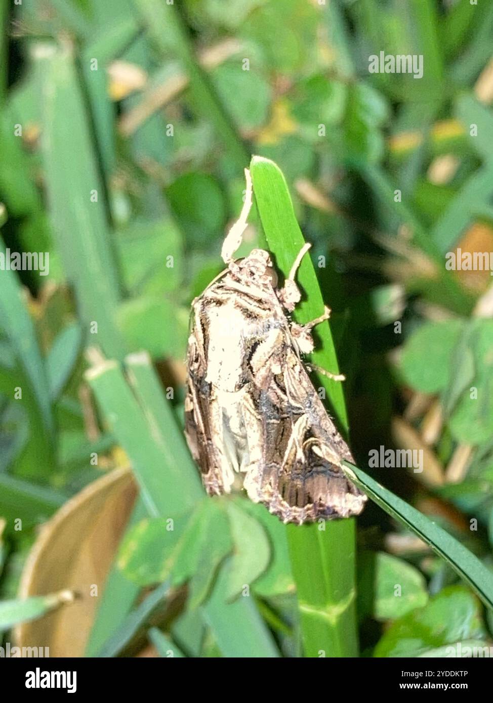 Armyworm Moths (Spodoptera Stock Photo - Alamy