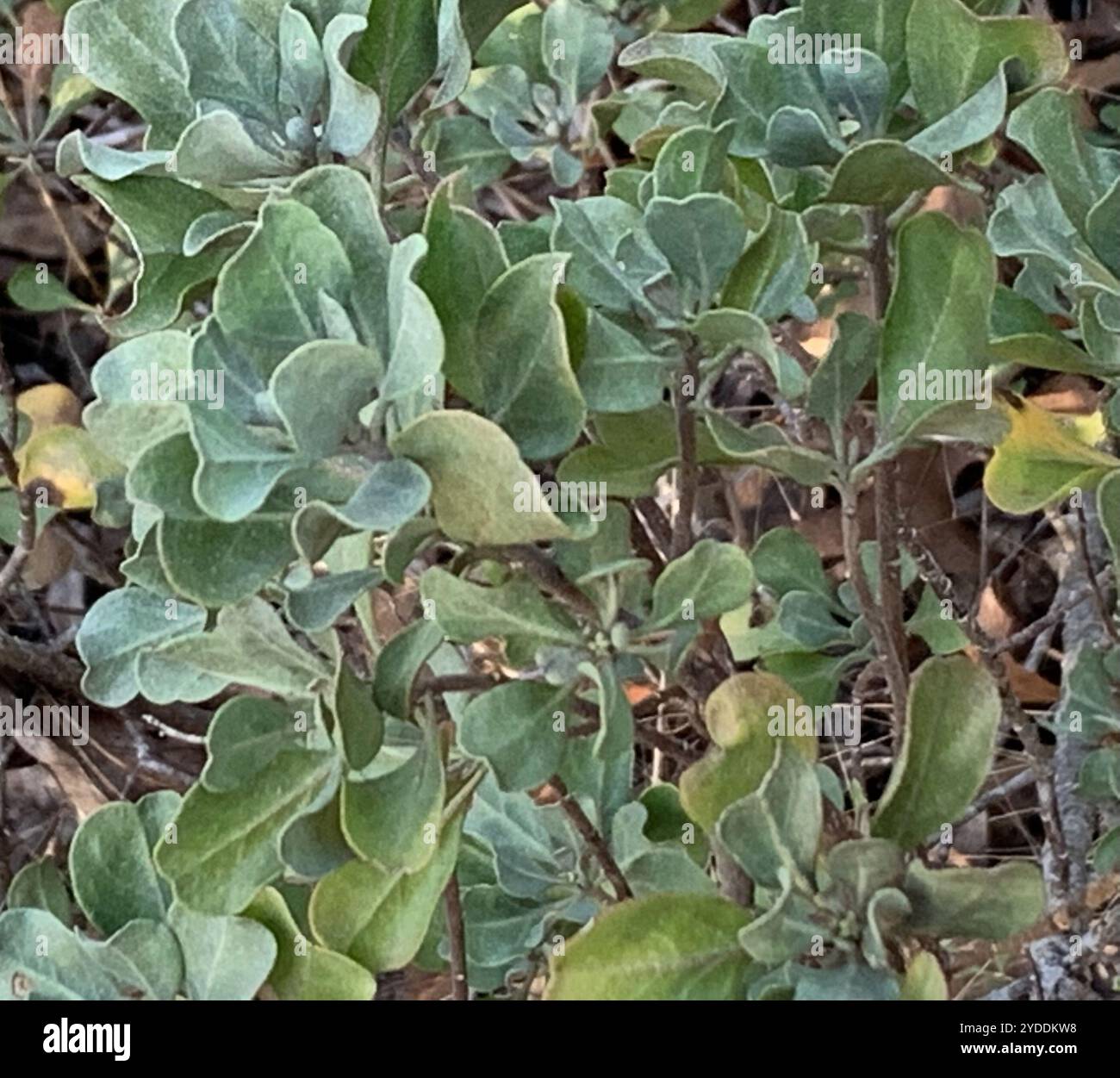 garberia (Garberia heterophylla Stock Photo - Alamy