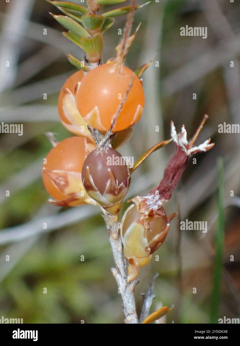 Styphelia hi-res stock photography and images - Alamy