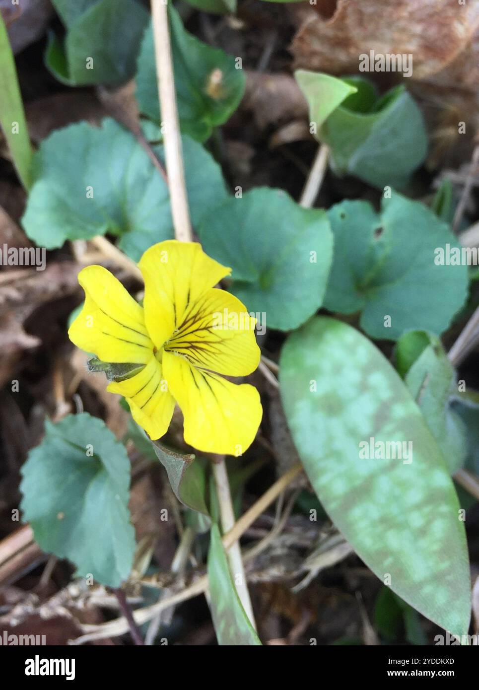 Round-leaved Violet (Viola rotundifolia Stock Photo - Alamy