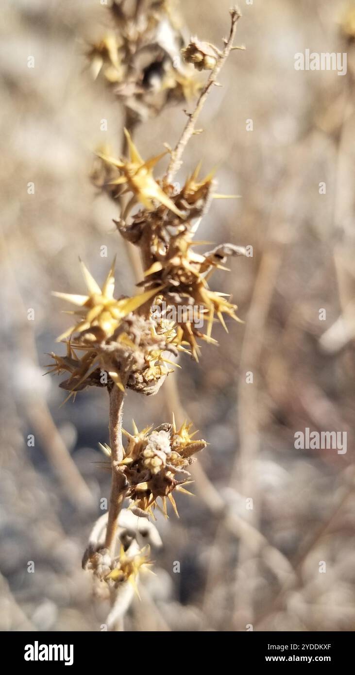 Bursage hi-res stock photography and images - Alamy