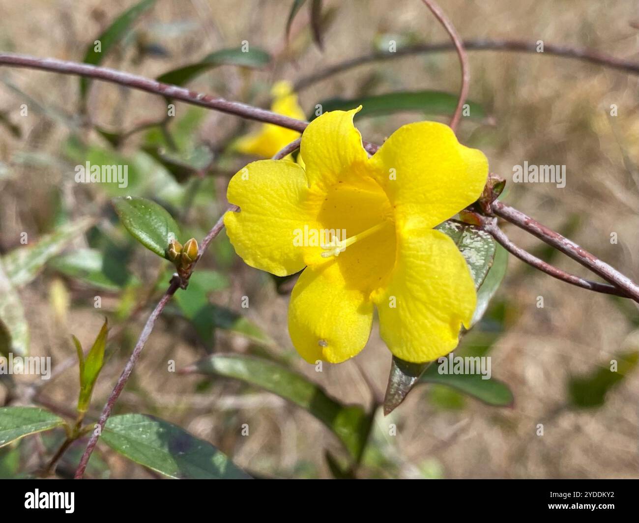yellow jessamine (Gelsemium sempervirens Stock Photo - Alamy