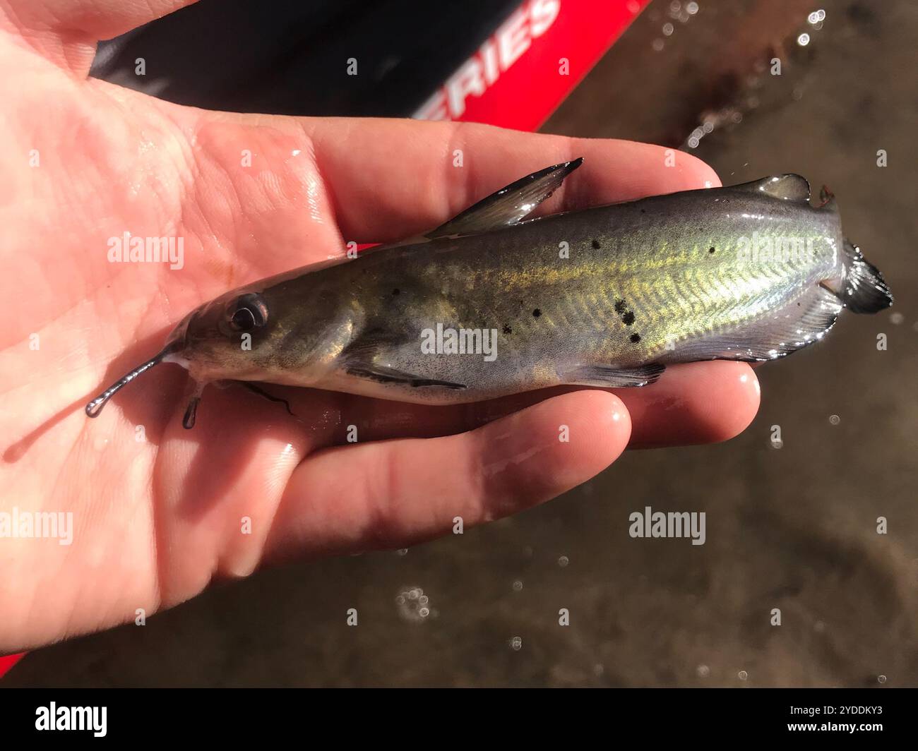 Channel Catfish (Ictalurus punctatus Stock Photo - Alamy