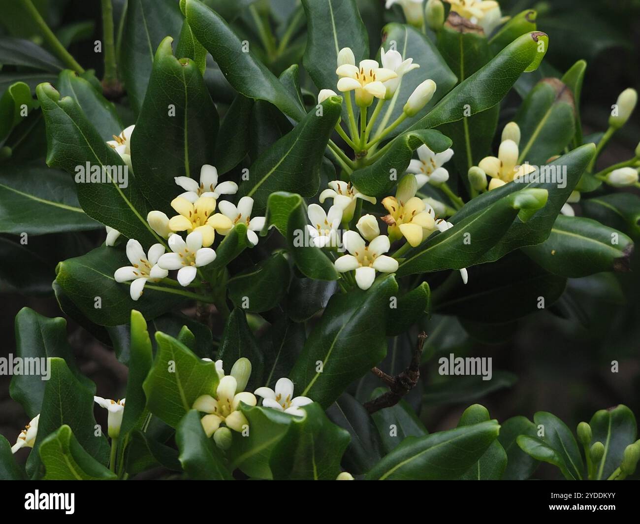 Japanese cheesewood (Pittosporum tobira Stock Photo - Alamy