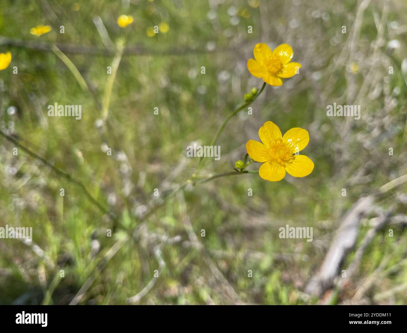 buttercup family (Ranunculaceae Stock Photo - Alamy