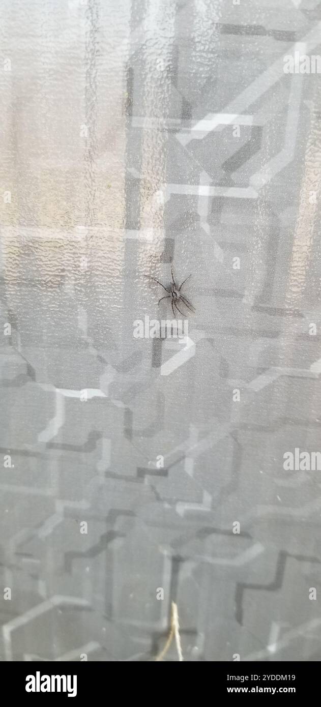 Wolf Spiders and Allies (Lycosoidea Stock Photo - Alamy