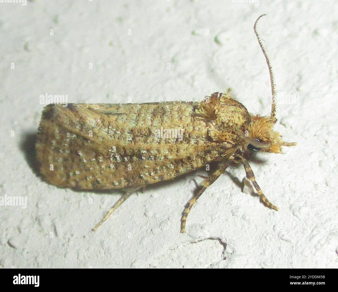 Fungus Moths, Clothes Moths, & Allies (Tineidae Stock Photo - Alamy