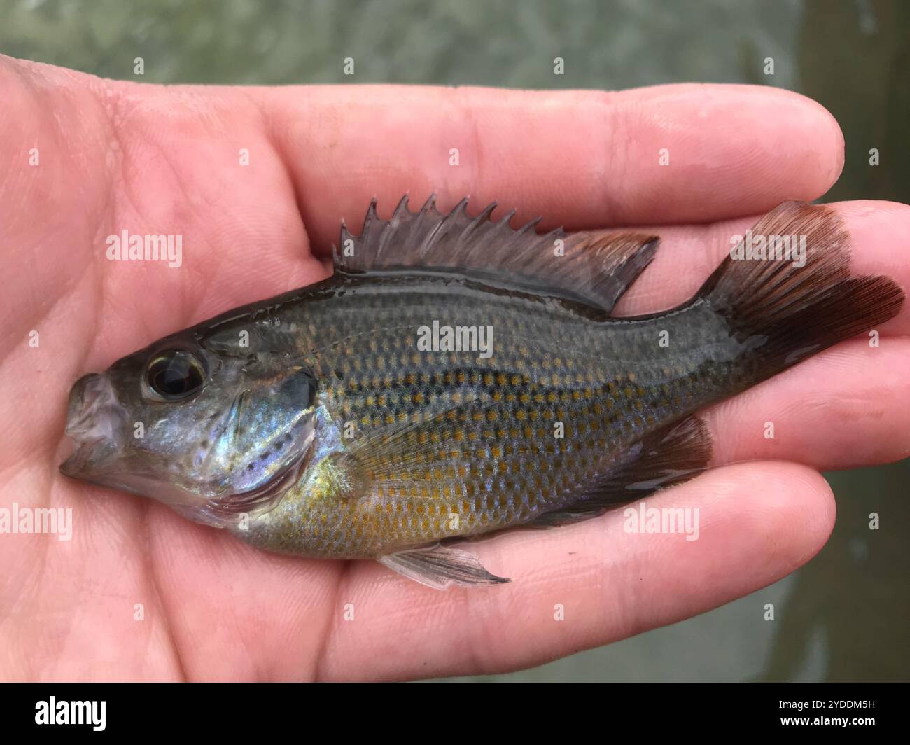 Redspotted Sunfish (Lepomis miniatus Stock Photo - Alamy