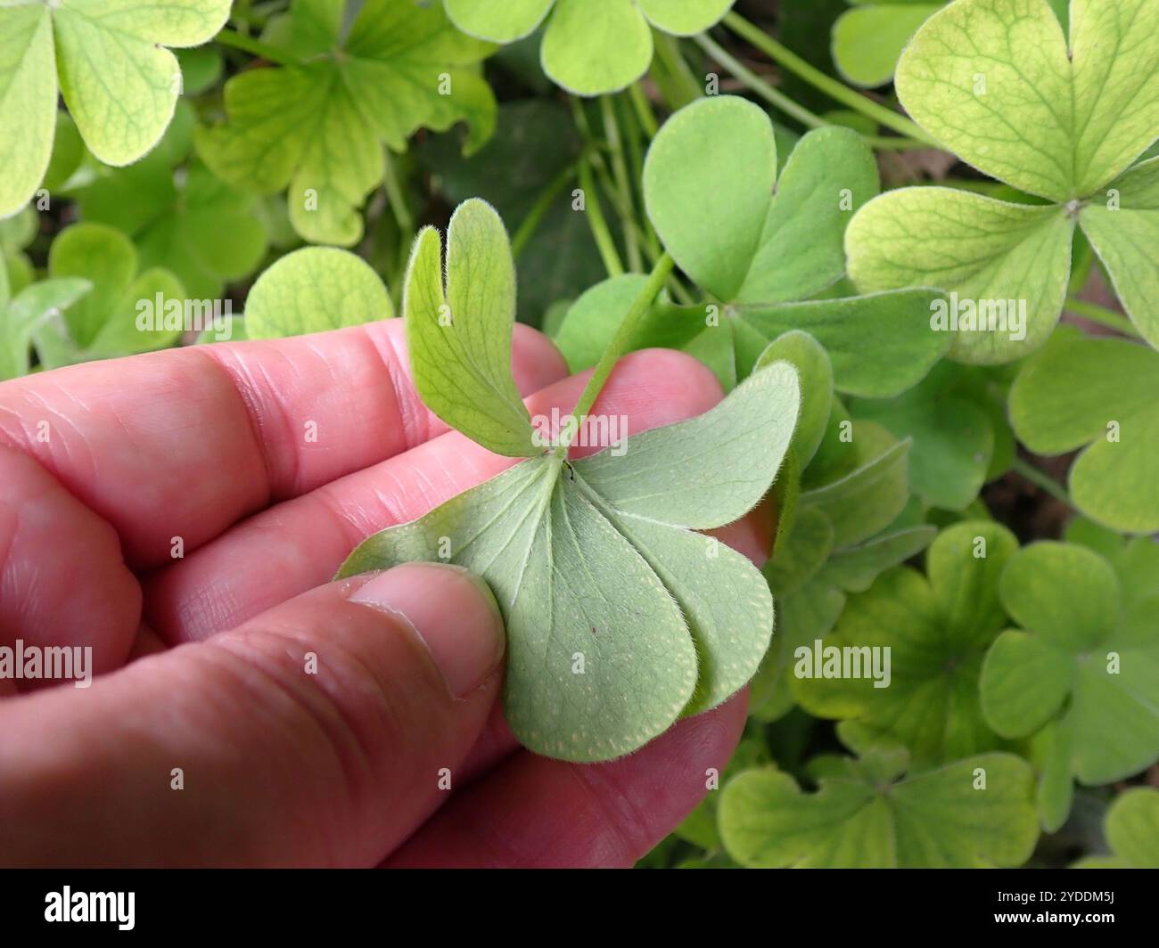 pink-sorrel (Oxalis articulata Stock Photo - Alamy