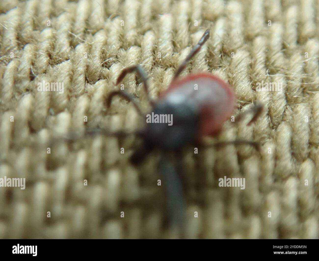 Western Black-legged Tick (Ixodes pacificus Stock Photo - Alamy