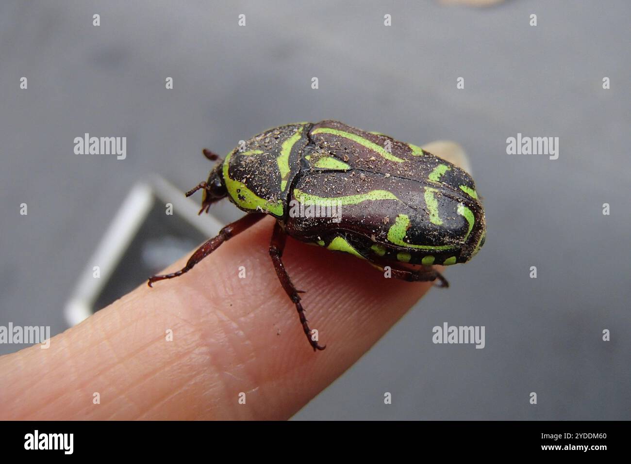 Fiddler Beetle (Eupoecila australasiae Stock Photo - Alamy