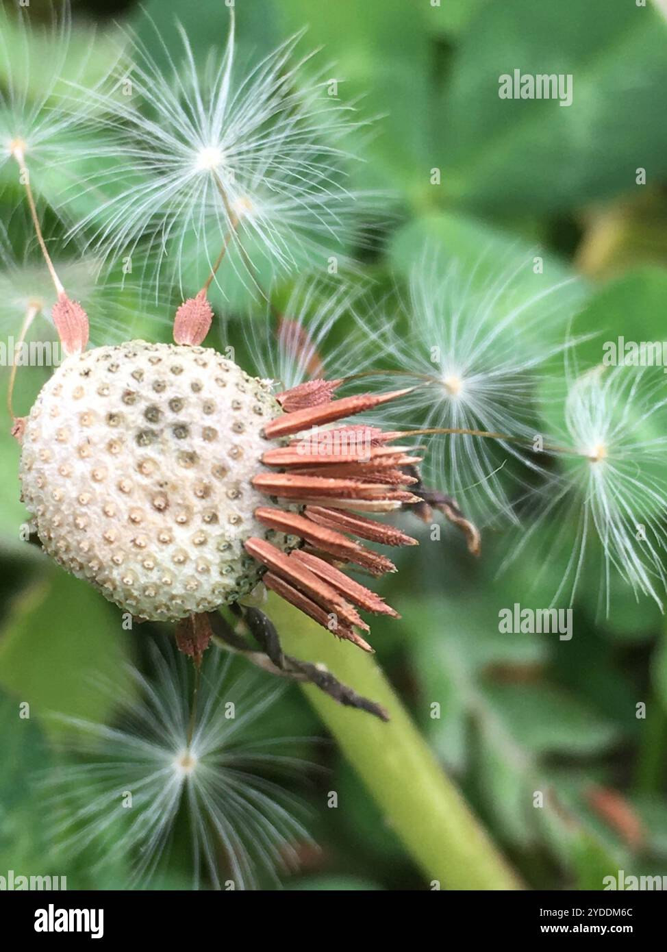 red-seeded dandelion (Taraxacum erythrospermum Stock Photo - Alamy