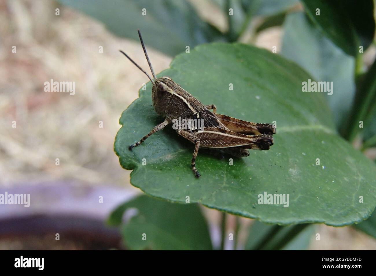 Wingless grasshopper hi-res stock photography and images - Alamy