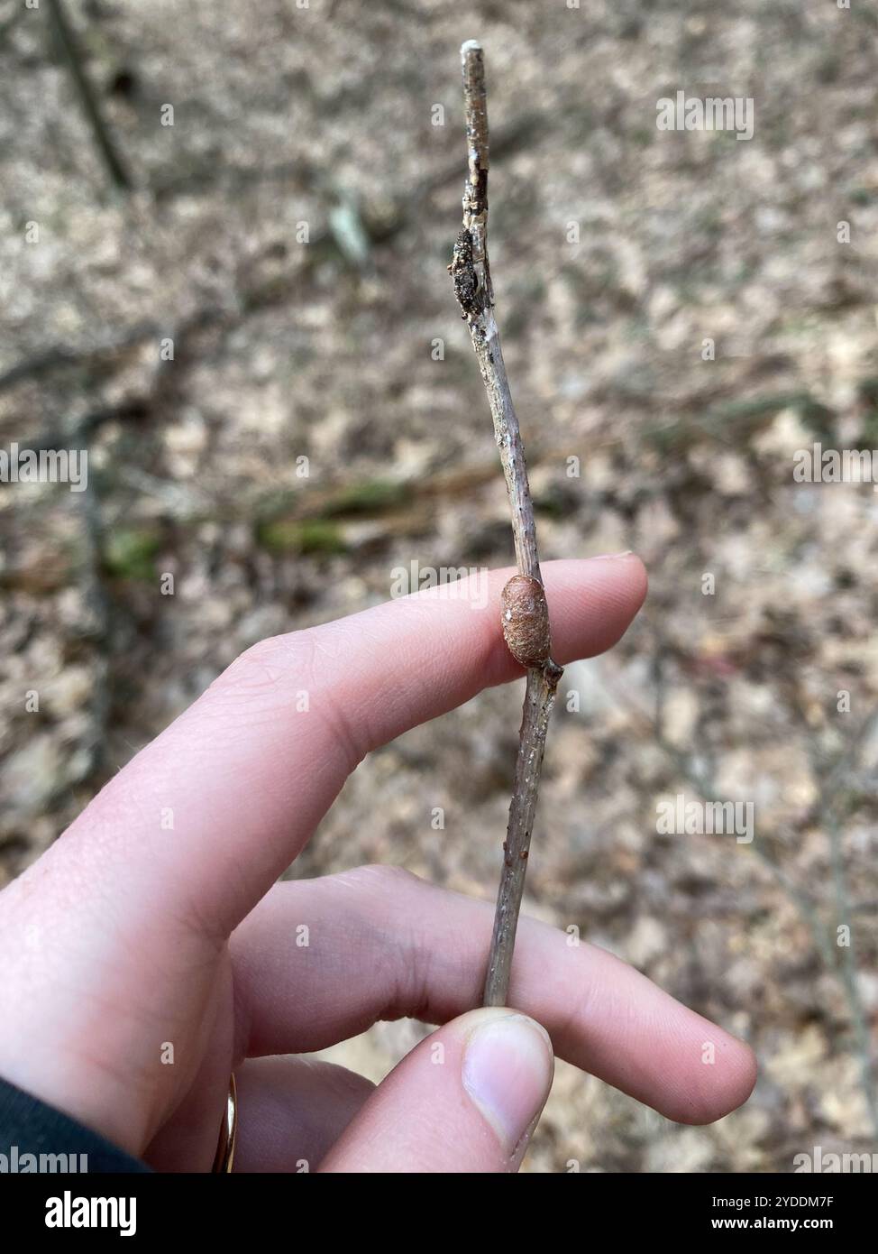 Conifer Sawflies (Diprionidae Stock Photo - Alamy