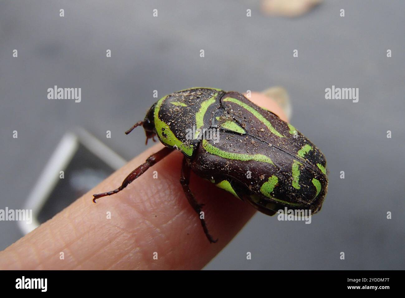 Fiddler Beetle (Eupoecila australasiae Stock Photo - Alamy
