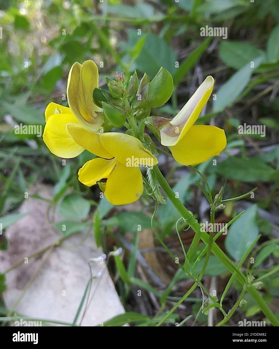Vigna luteola hi-res stock photography and images - Alamy