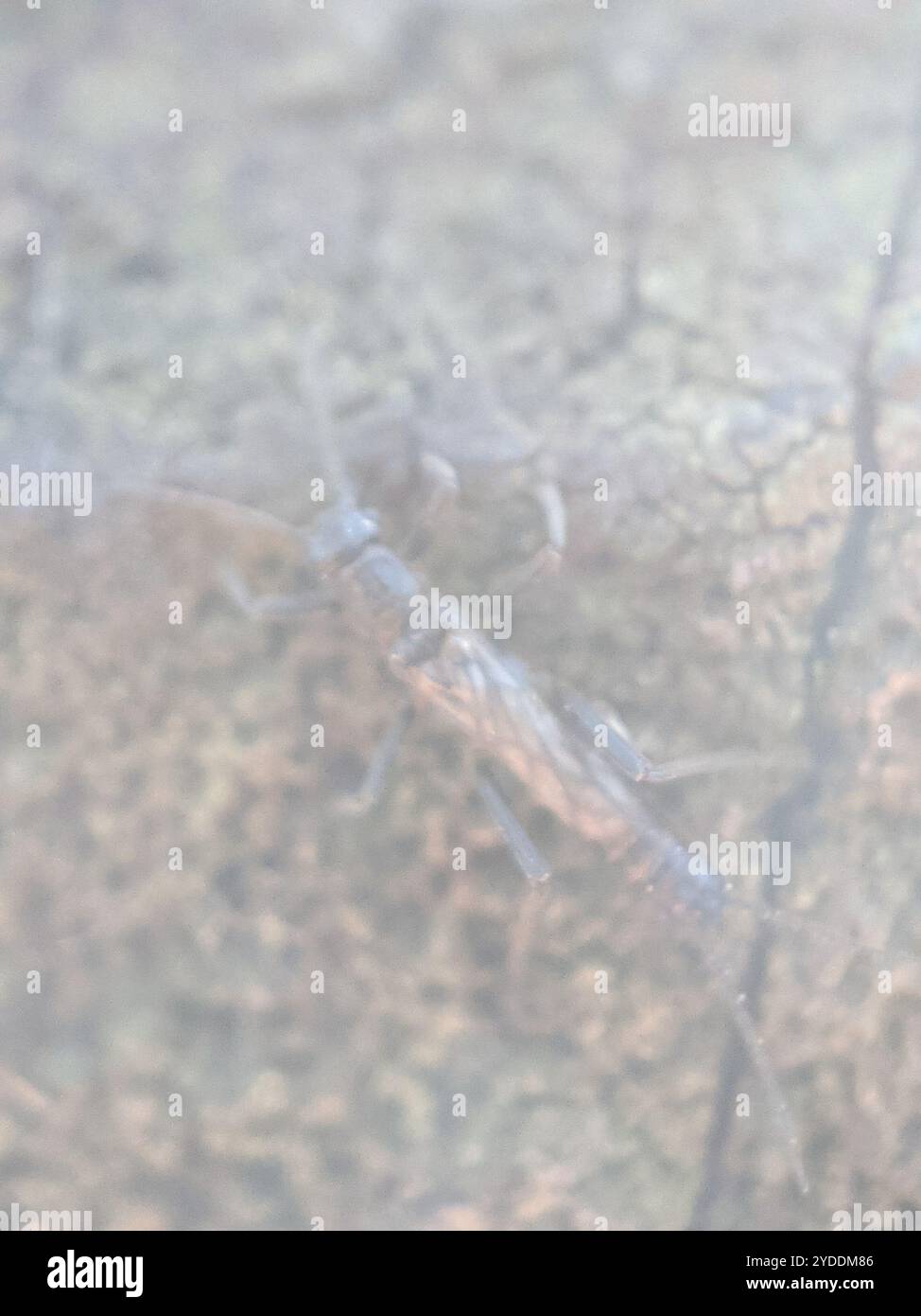 Small Winter Stoneflies (Capniidae Stock Photo - Alamy