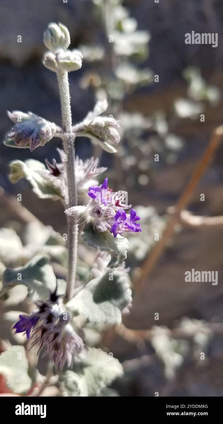 desert lavender (Condea emoryi Stock Photo - Alamy