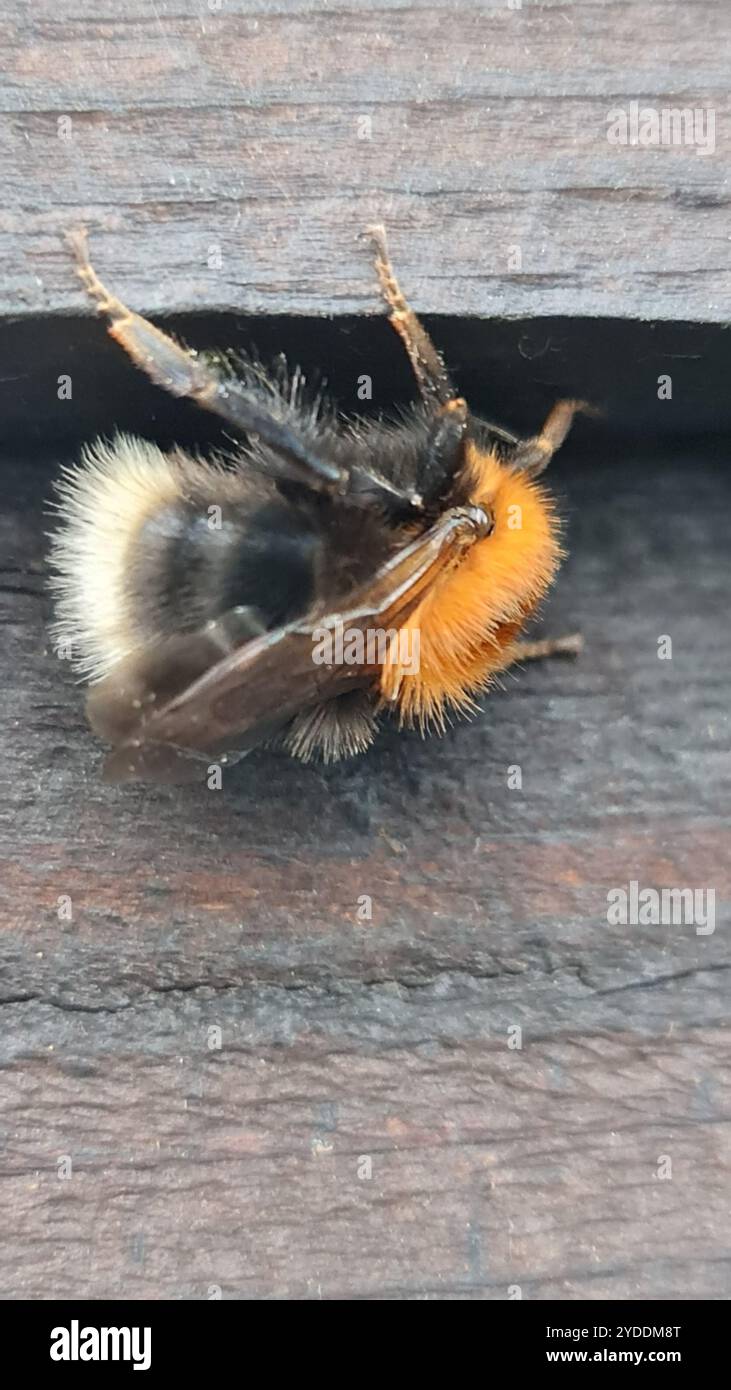 Tree Bumble Bee (Bombus hypnorum Stock Photo - Alamy