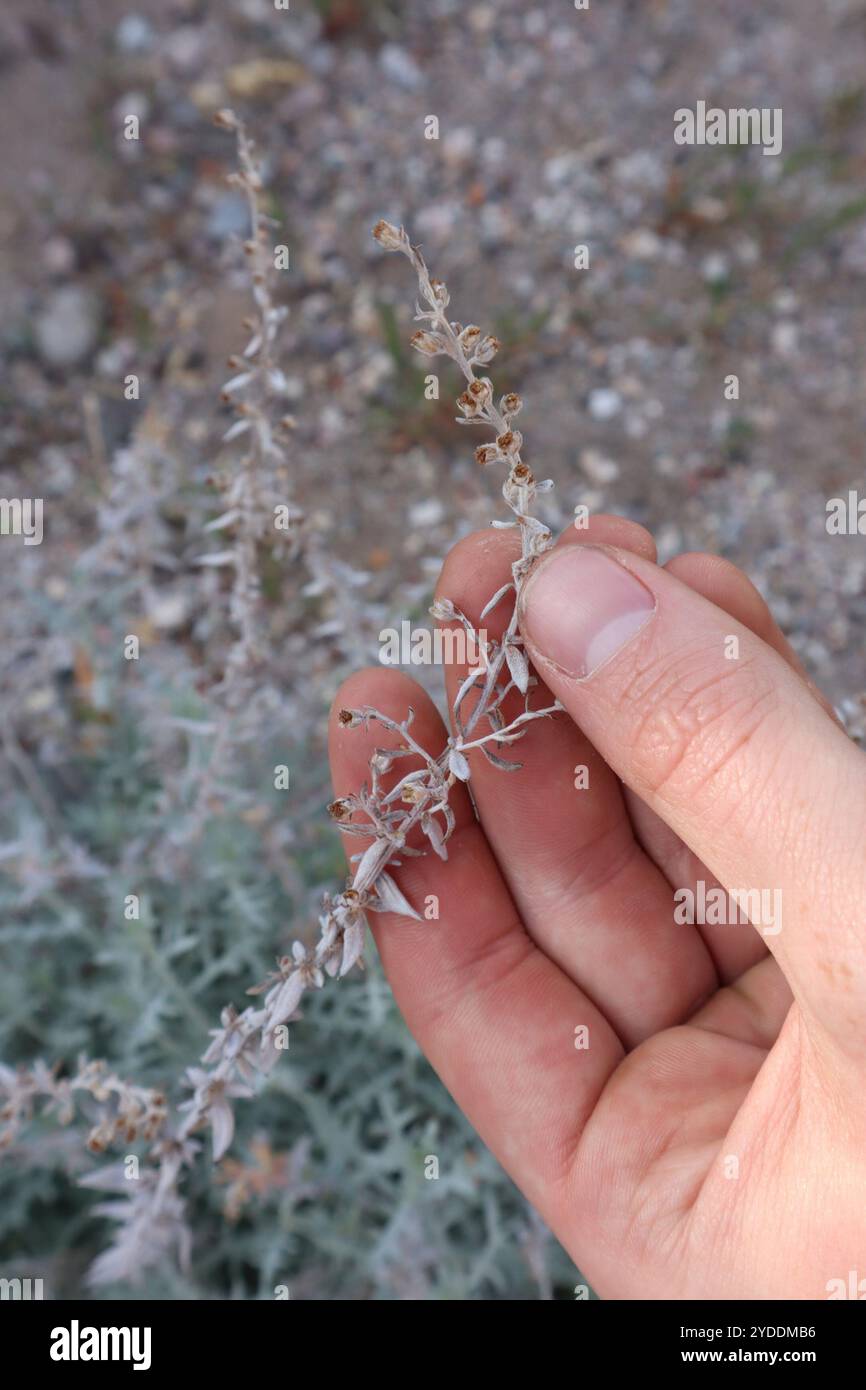 Silver Wormwood (Artemisia ludoviciana Stock Photo - Alamy