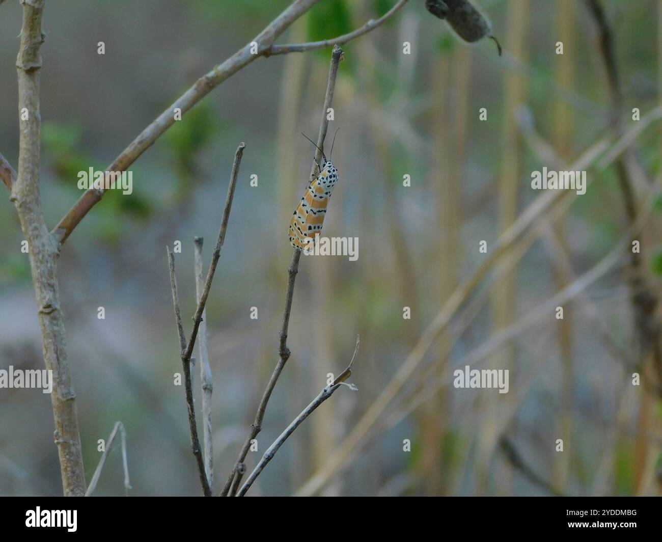 Ornate Bella Moth (Utetheisa ornatrix Stock Photo - Alamy