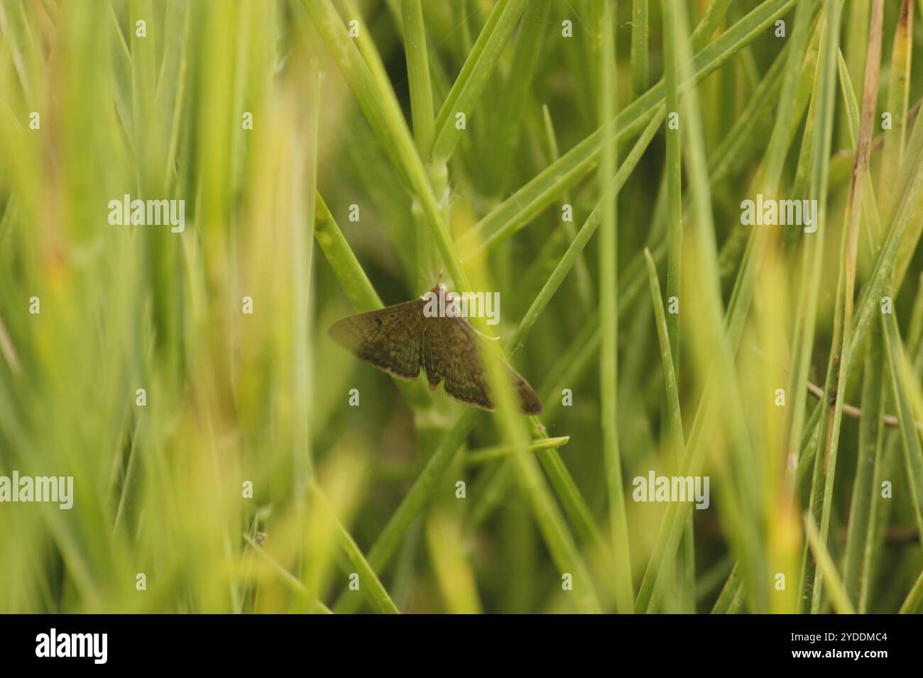 Herpetogramma hi-res stock photography and images - Alamy